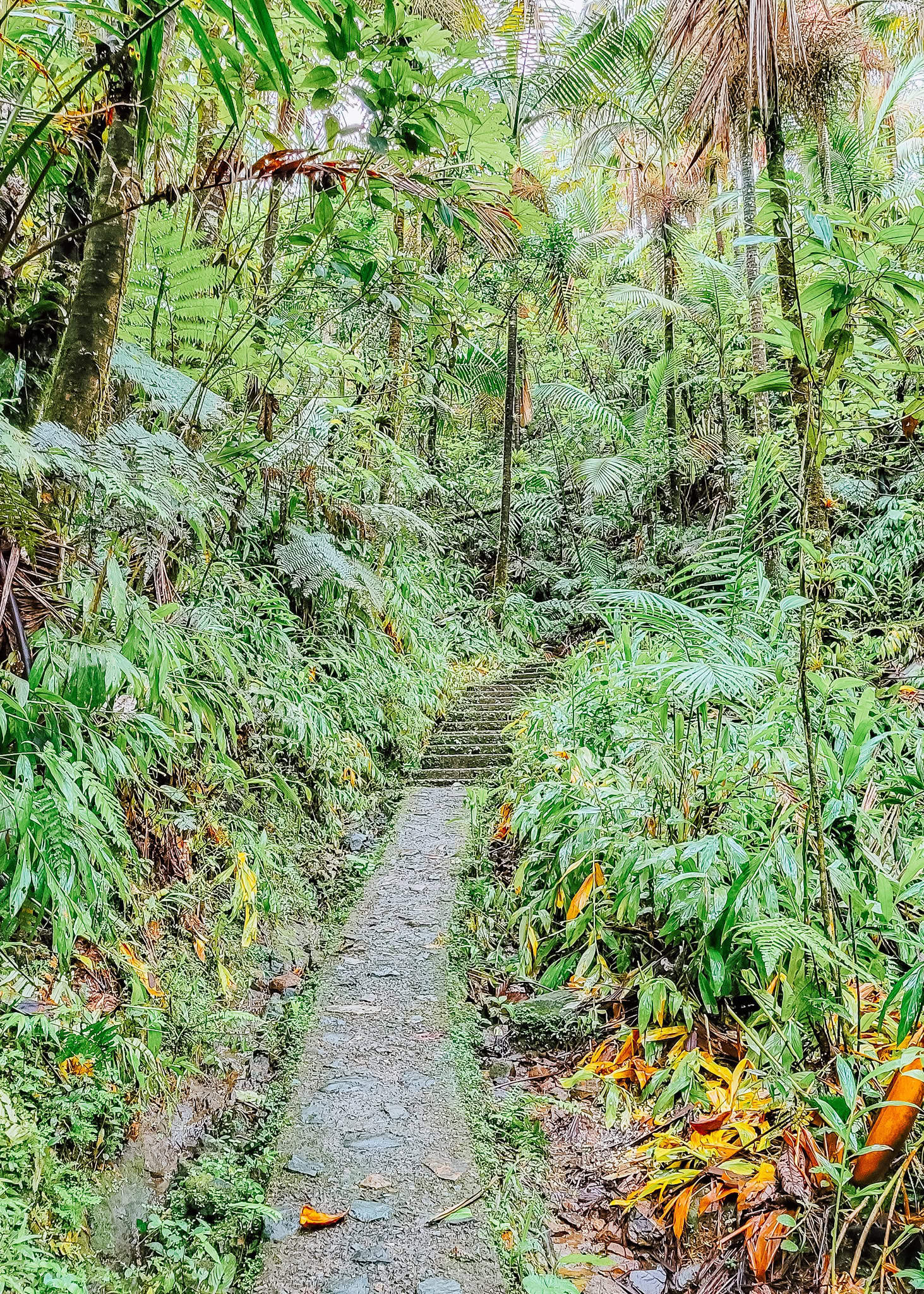 The Best Things To Do in El Yunque Rainforest