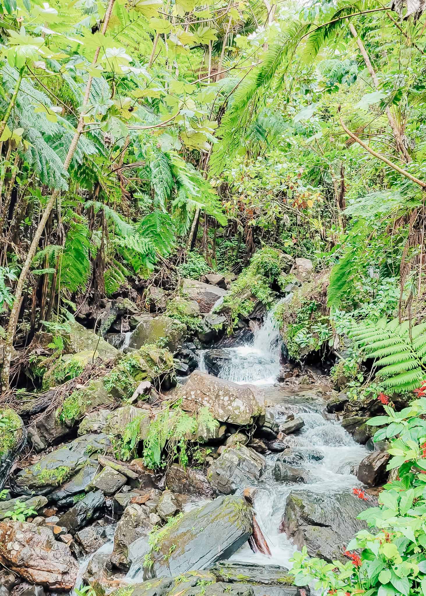 The Best Things To Do in El Yunque Rainforest