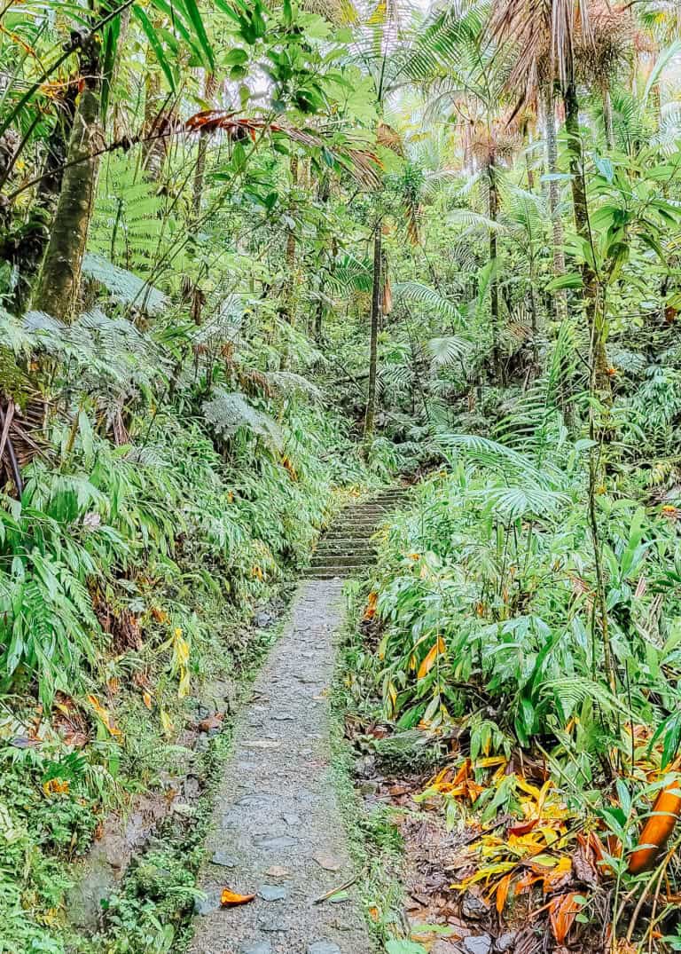 The Best Things To Do in El Yunque Rainforest