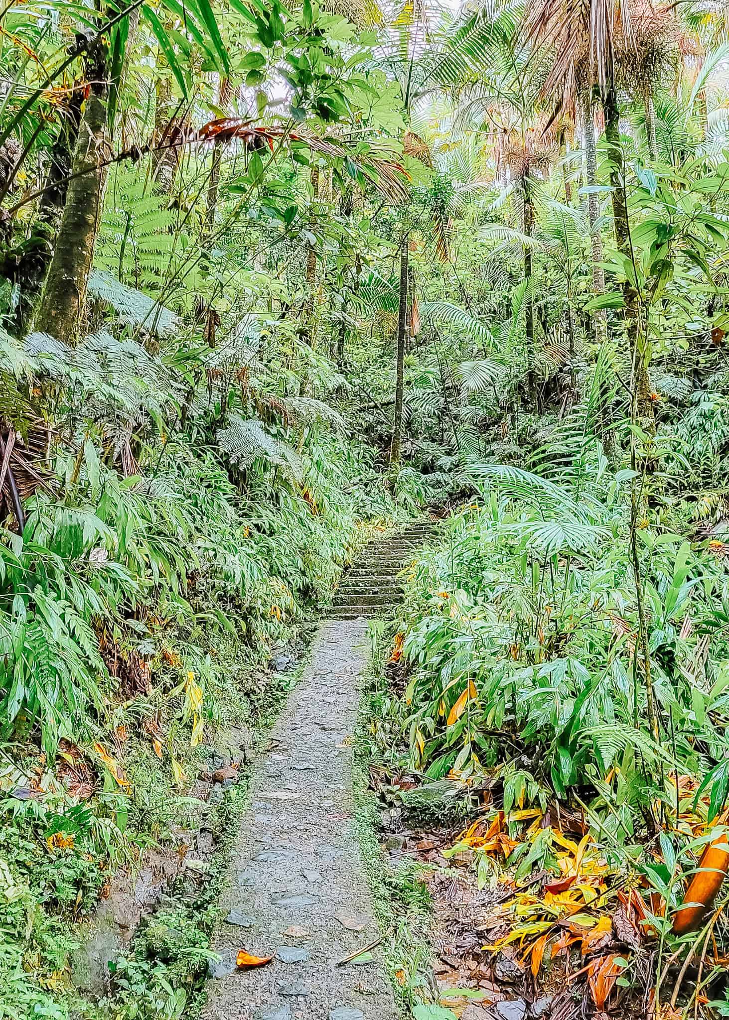 The Best Things To Do in El Yunque Rainforest