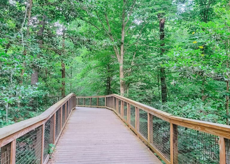 How to See the Synchronous Fireflies in Congaree National Park + Is It ...