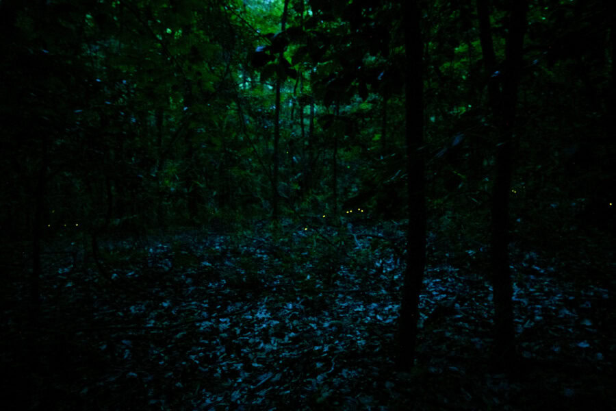 How to See the Synchronous Fireflies in Congaree National Park + Is It ...